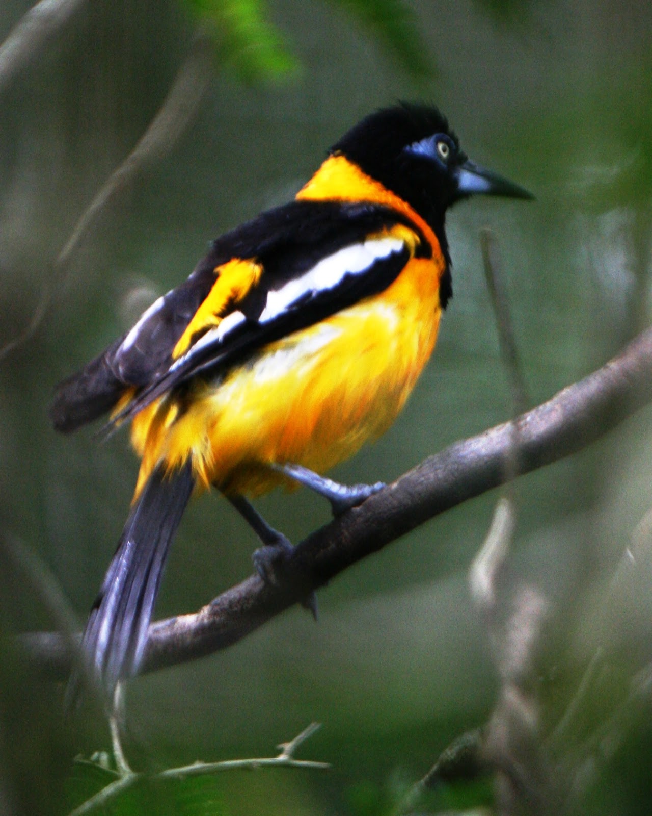 Estuche Digital: La Orquídea y el Turpial, símbolos nacionales de Venezuela