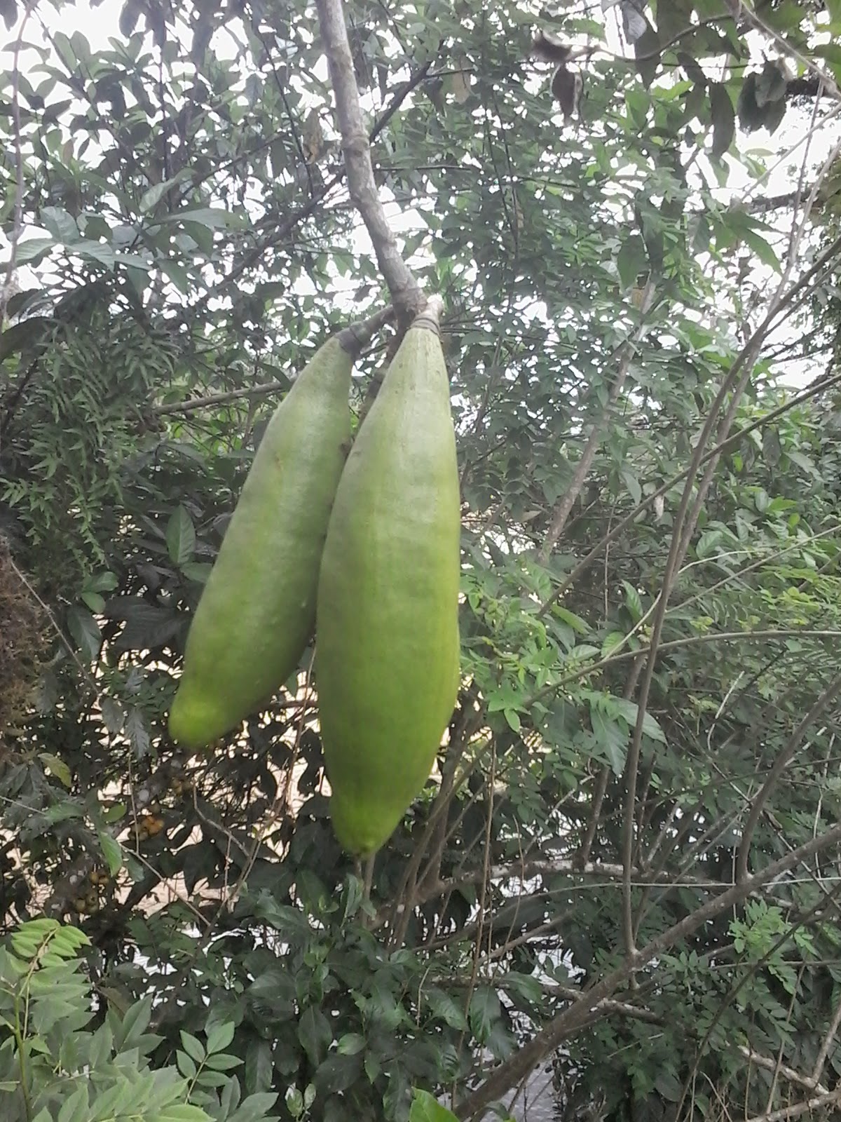 Azram Sulong: kekabu