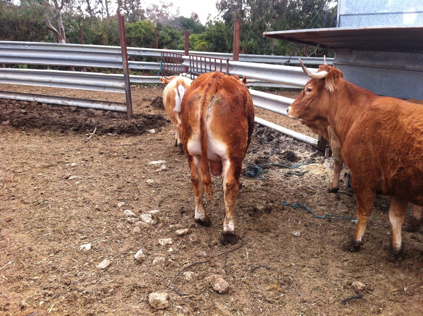 BLOG DE VICENTE PEÑA: Un caso de Urolitiasis