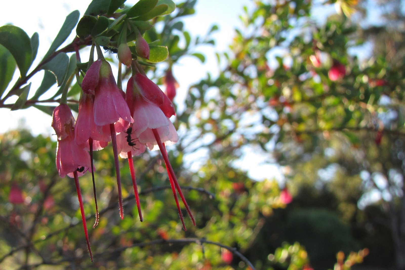 Flora Friday in Oz: The Australian Botanical Garden, Mt Annan NSW 8th ...