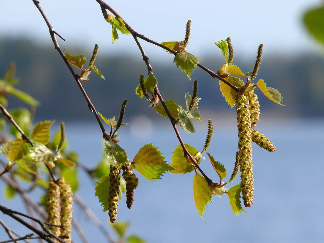 Merjan kasviblogi: Rauduskoivu Betula pendula
