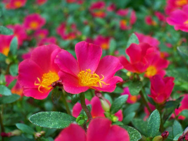 Healing Wonders Of Herbs: SUNBURN AND PRICKLY HEAT