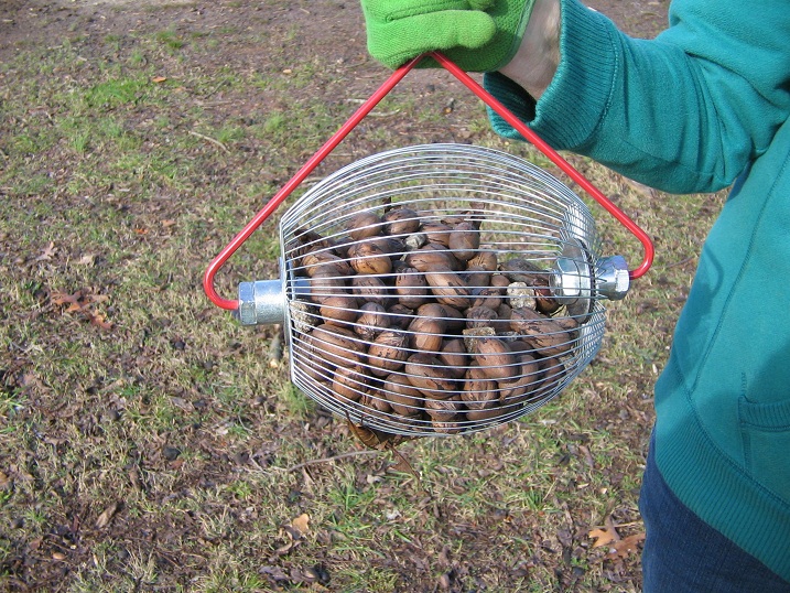 The Homestead Report: Weasel Nut Gatherer