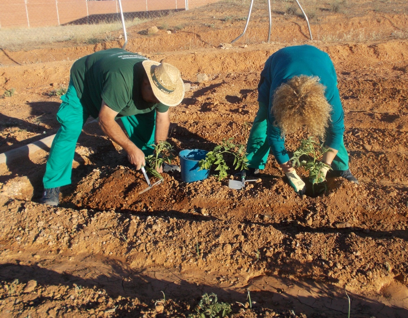 Hortus naturalis : Plantación