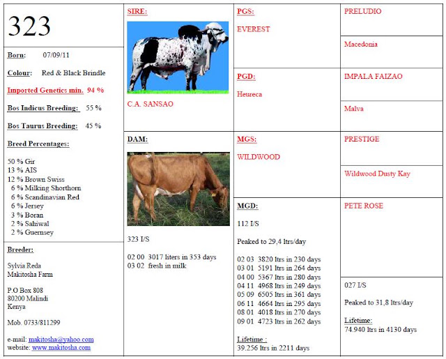Makitosha Farm: "Magic 50" Bull No. 323