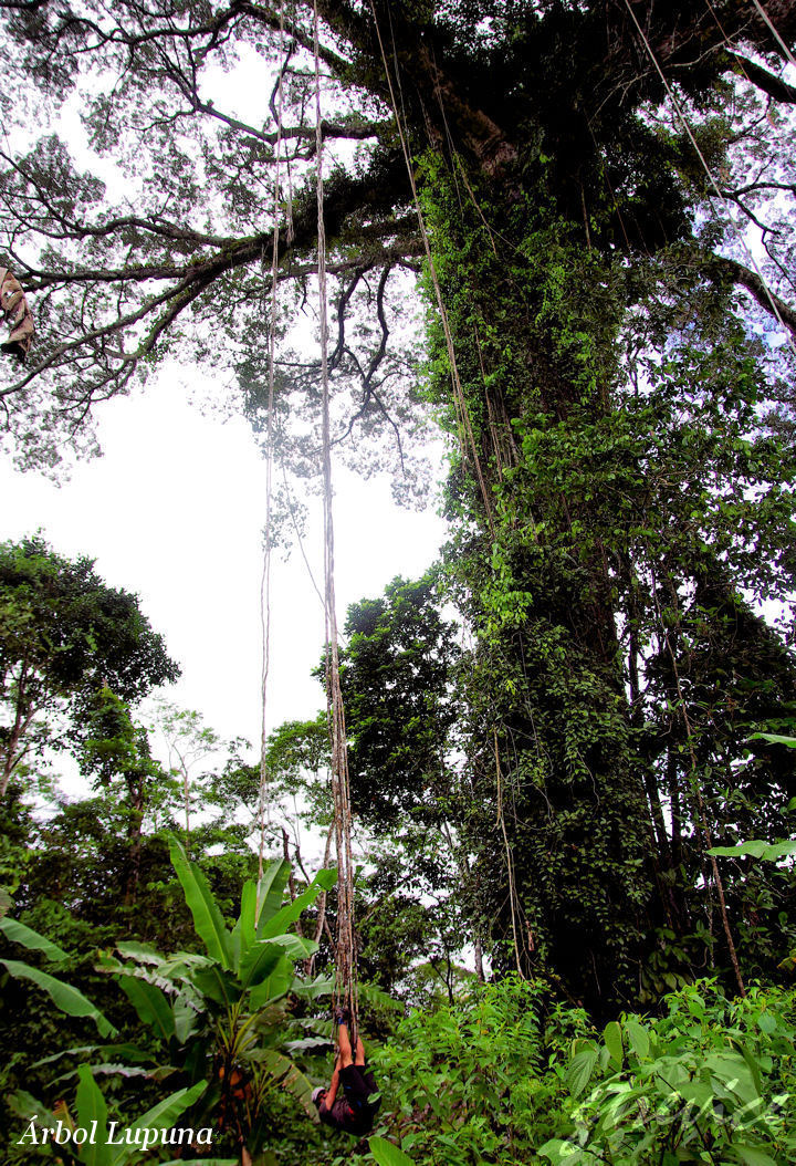 Perú Bolivia en Bicicleta: Árbol gigante de Lupuna