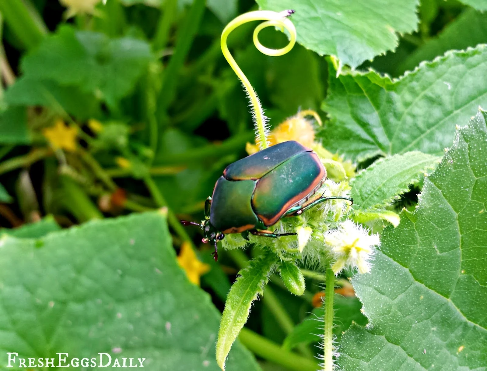 Good Bugs vs. Bad Bugs | The Struggle between Good and Evil in the ...