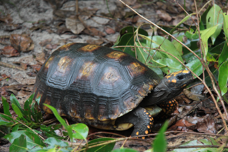DOMMELVOS NATUURFOTOGRAFIE: Suriname 2012 - Kaaimannen, schildpadden ...