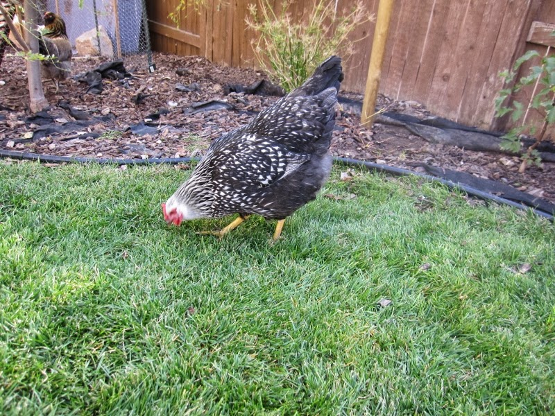 The Beating Hearth: How the chickens are faring...An Urban Farm Update