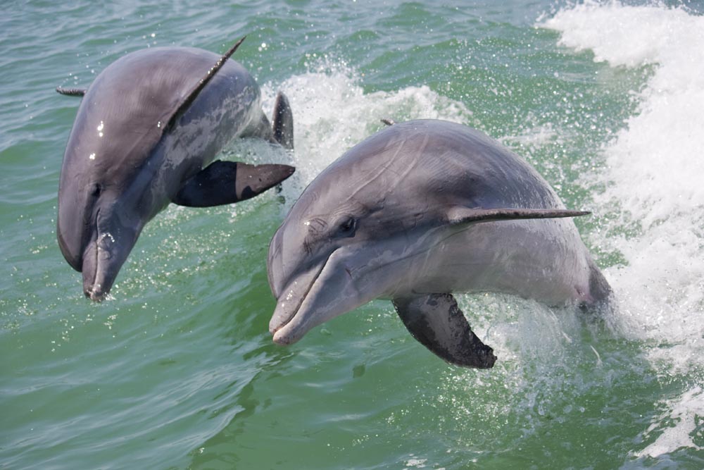Florida Image Tools: Photographing Dolphins on Florida's Gulf Coast