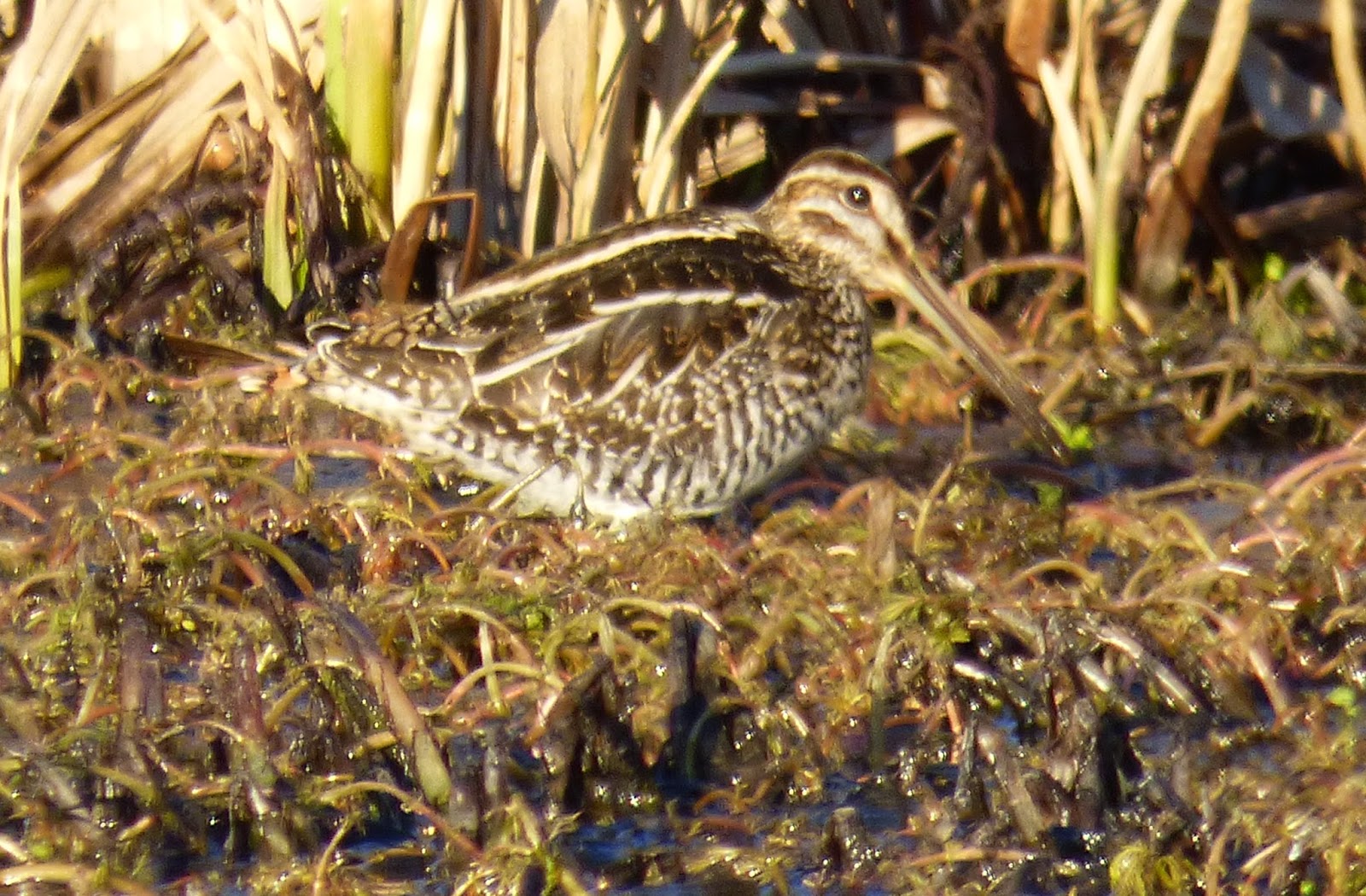 Birds: Common Snipe or Wilson's Snipe