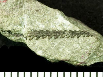 Variety of Life: Glyptograptus