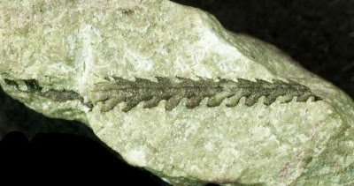 Variety of Life: Glyptograptus