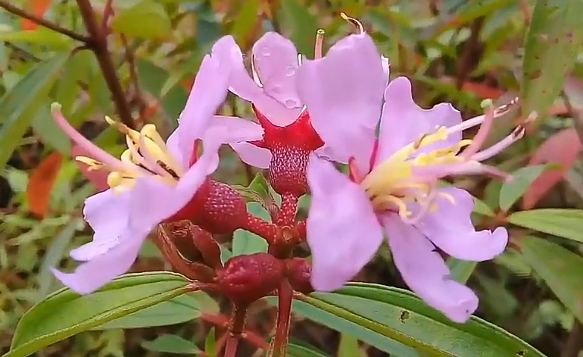 Manfaat Daun Keduduk / Senduduk dalam Mengatasi Keputihan pada Wanita