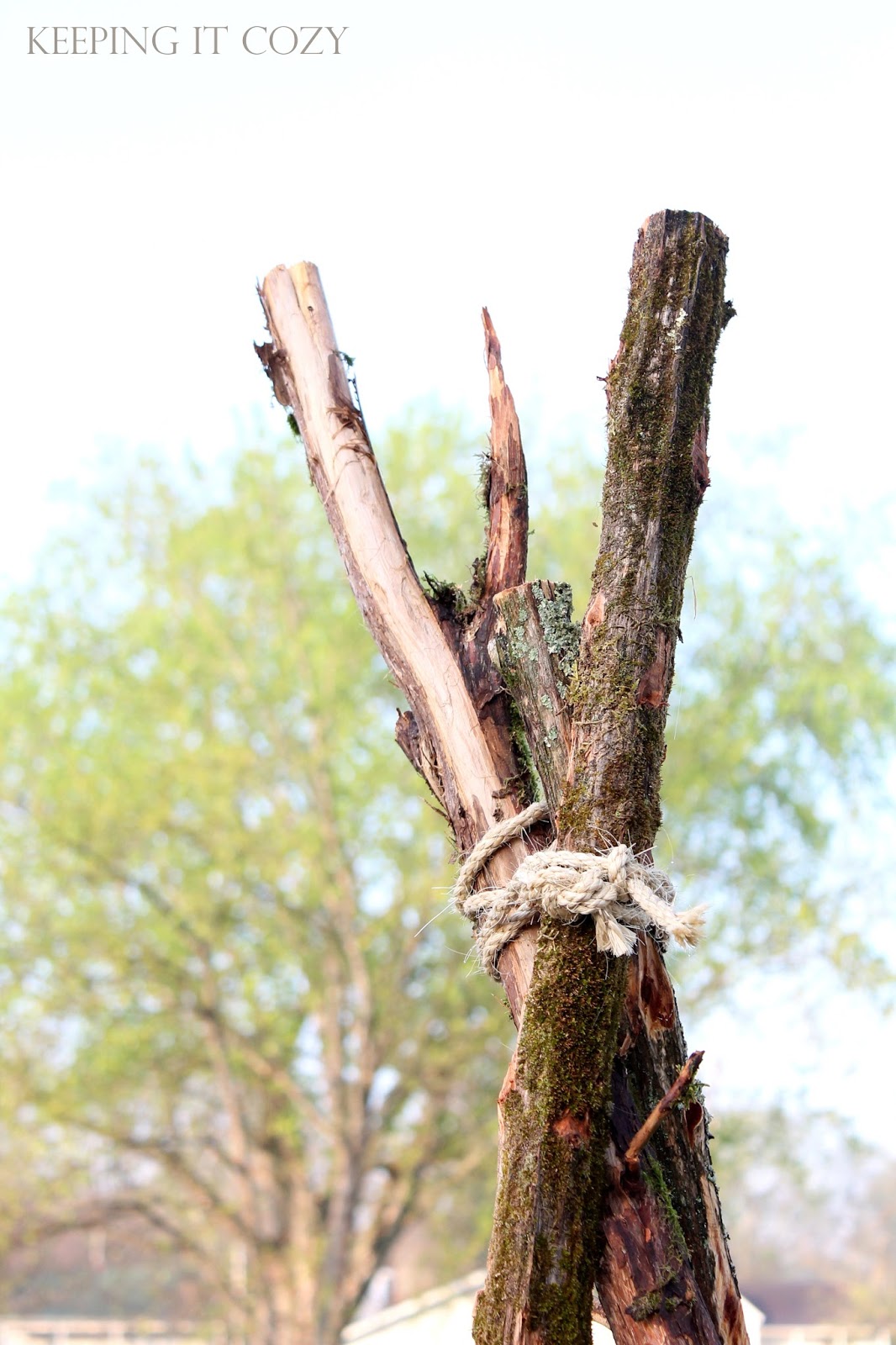 Keeping It Cozy: Cedar Poles in the Garden