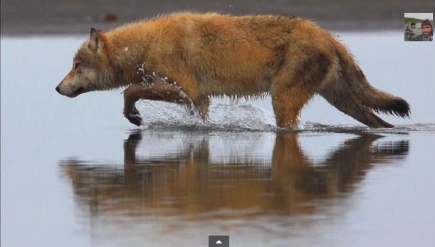 White Wolf : Wolves learn to fish for salmon by watching coastal brown ...