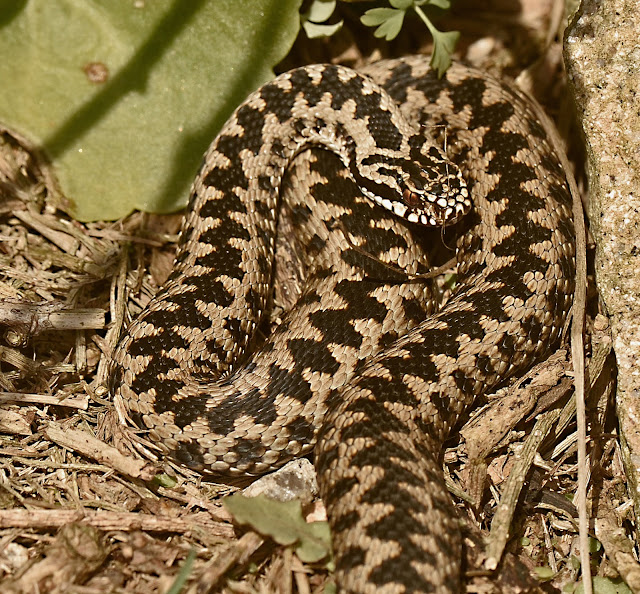 Alan James Photography : Five more early Adders