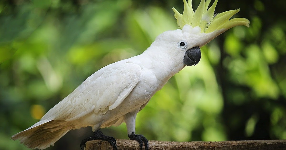Contes d' Animals: LA CACATUA