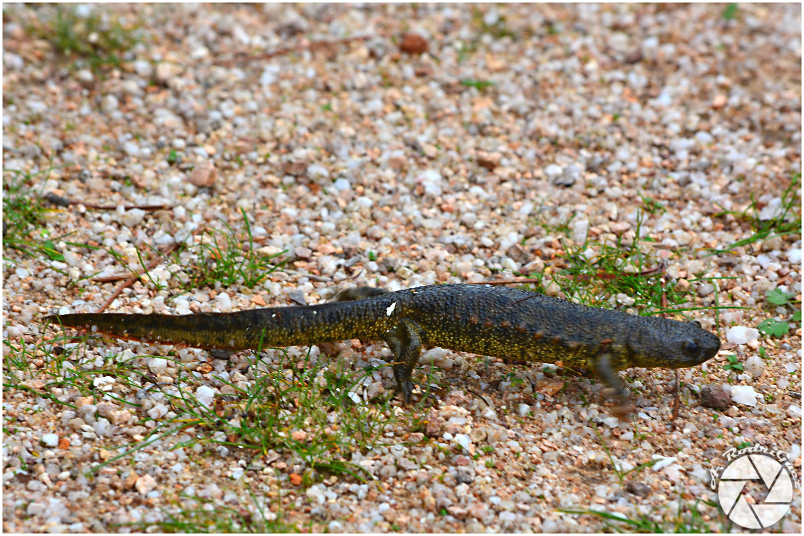 Naturaleza y Paisajes de España: Gallipato