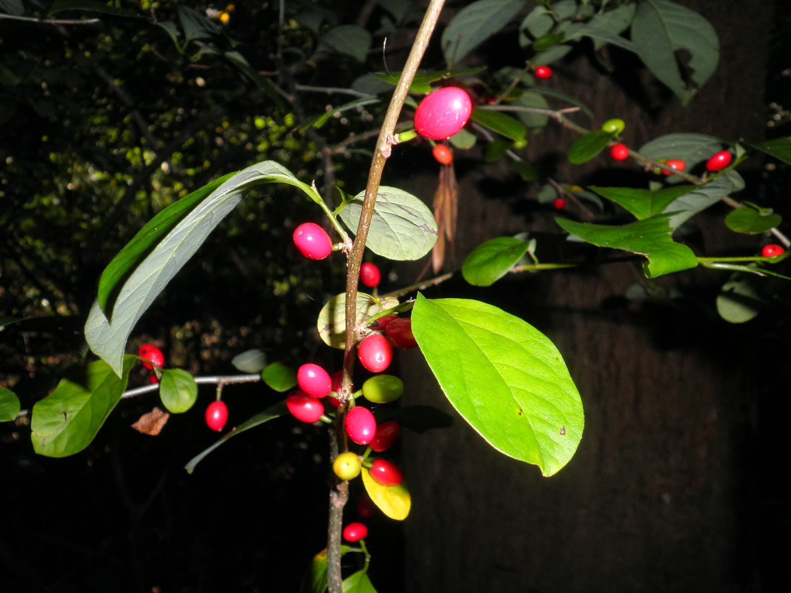 The Essential Herbal Blog: Autumn Melange at TEH