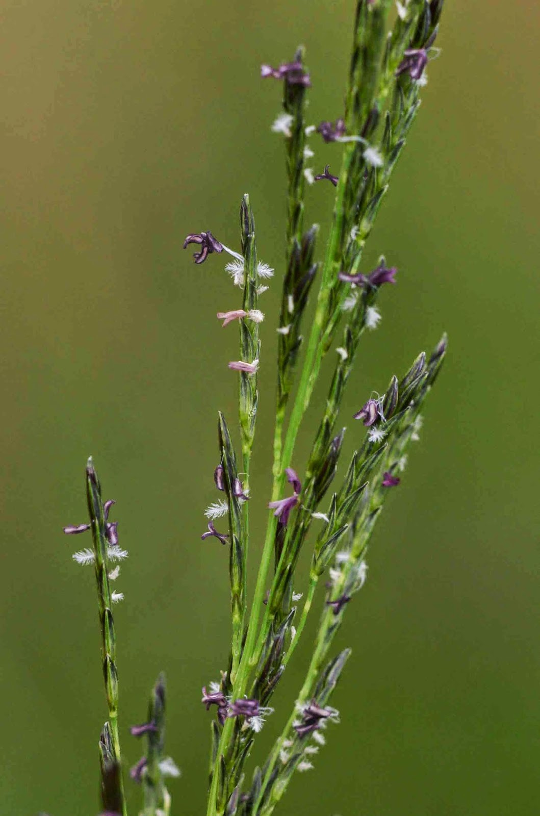 Sobre a Biodiversidade: fevereiro 2015