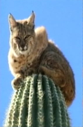 evolutia stelara: Amazing Pictures of a Bobcat on a Cactus in GOLD ...