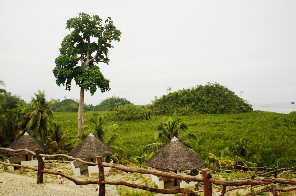 OUR PHILIPPINE TREES: The Surigao Giant