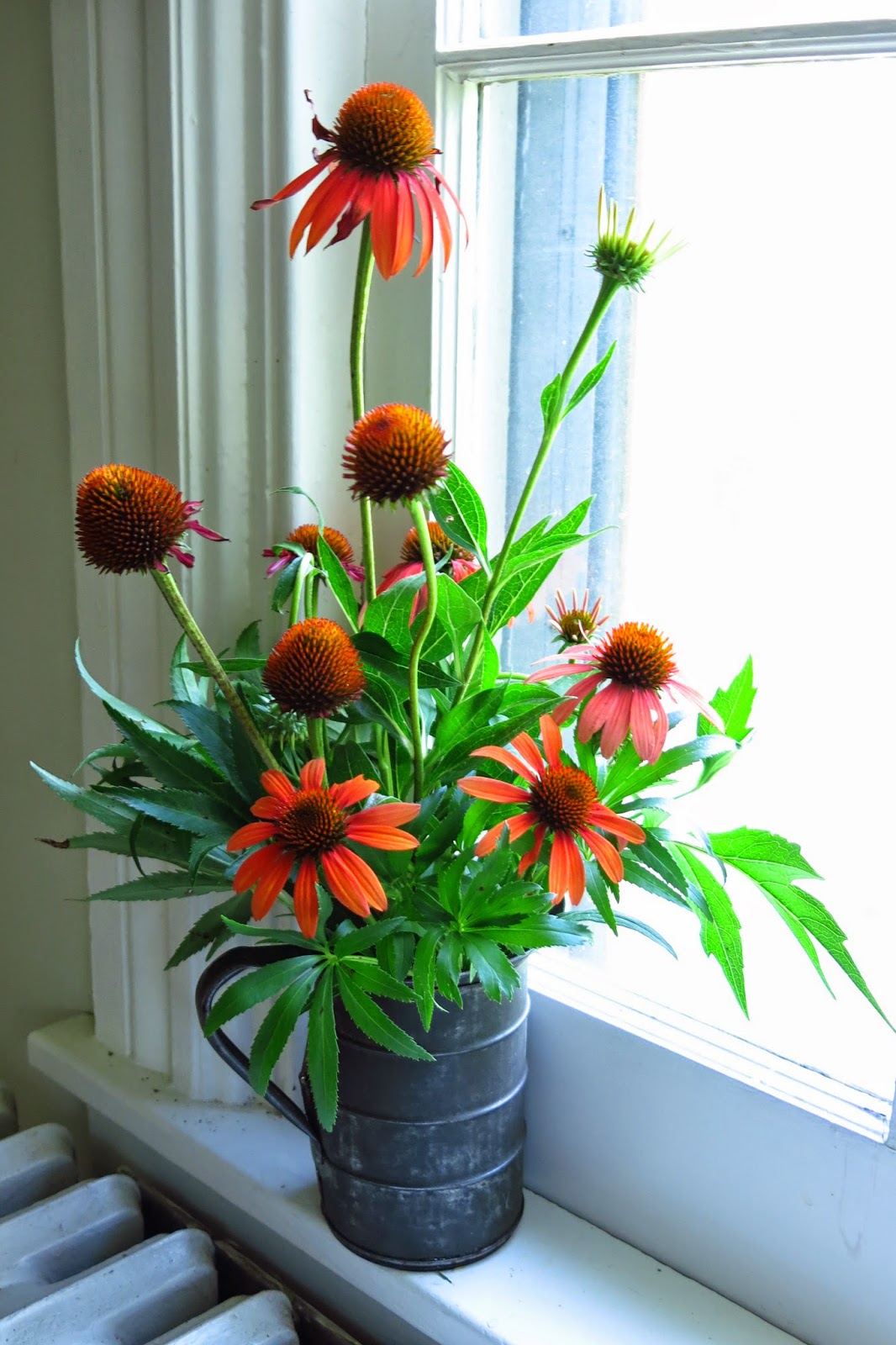 Windowsill Arranging: more complicated coneflower arrangement