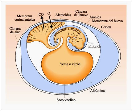 Sala BioQuímica: Anexos embrionários