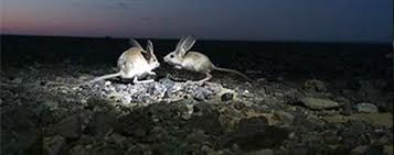 animales exoticos: JERVO OREJAS LARGAS