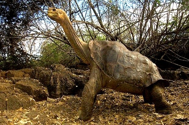 The Flying Tortoise: The World's Most Famous Tortoise Is Stuffed...