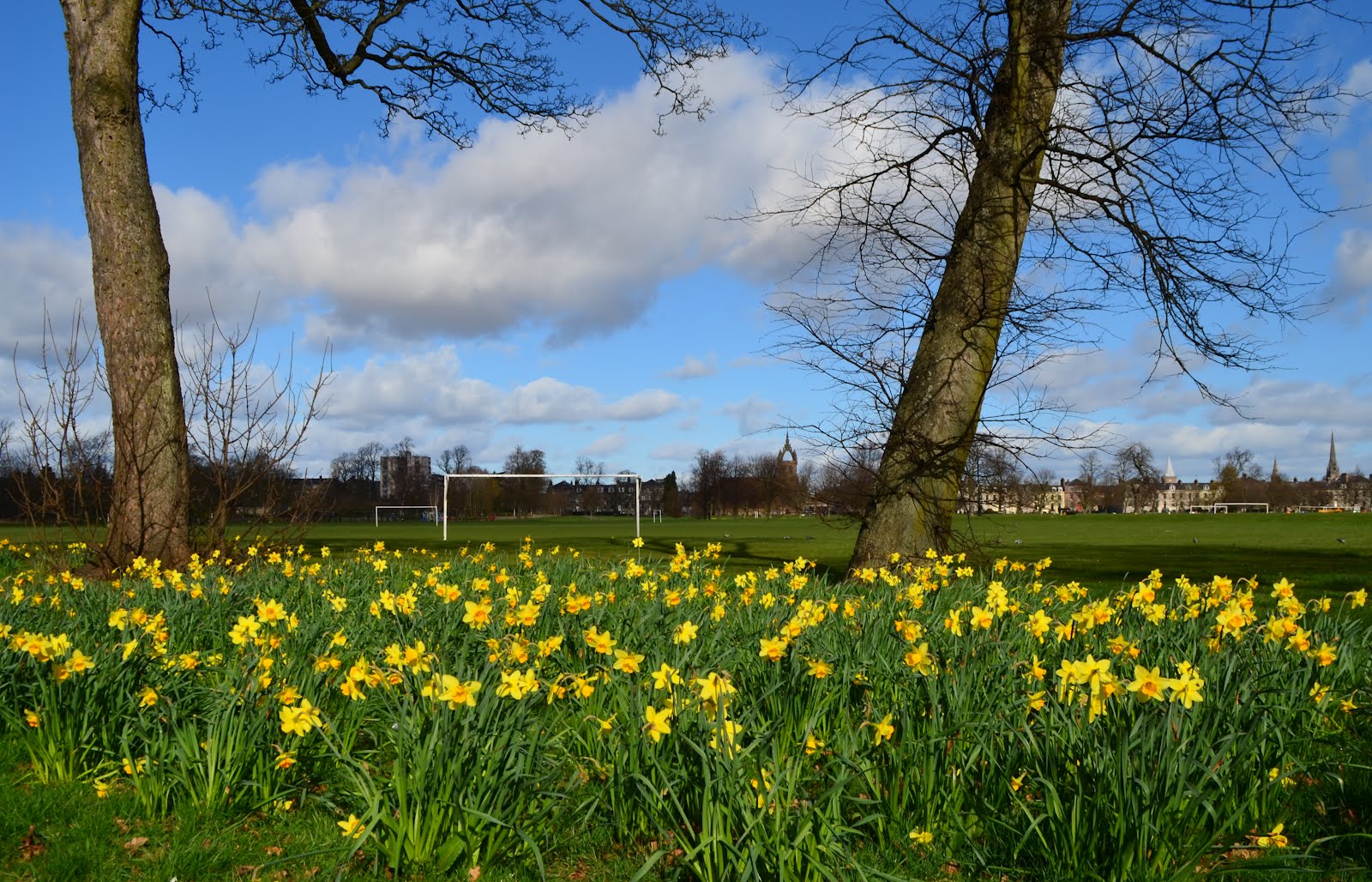 Tour Scotland: Tour Scotland Photographs Daffodils South Inch Park ...