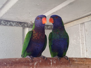 Mengenal Burung Perkici Buru | Burung Gue