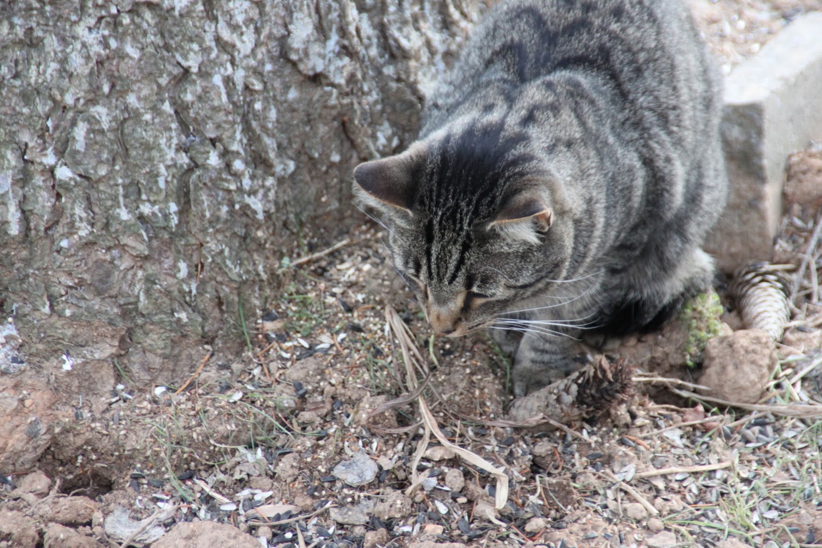 Cats of Wildcat Woods: Hunting with Jack
