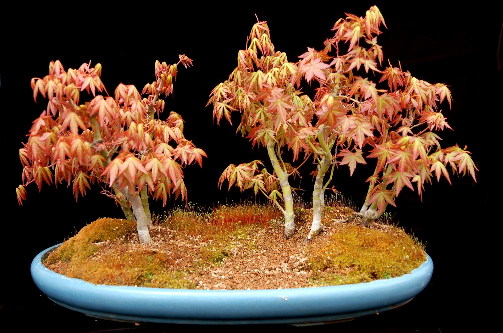 The Treeherd: Naturalistic Bonsai: Maple Forest: Sometimes, you just ...