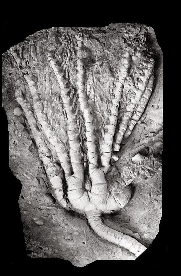 Paleontología y Evolución en la UCM: ¿Músculos en los lirios de mar?