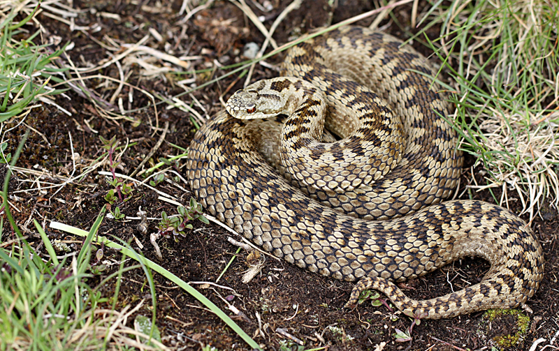 genusvipera: Vipera berus