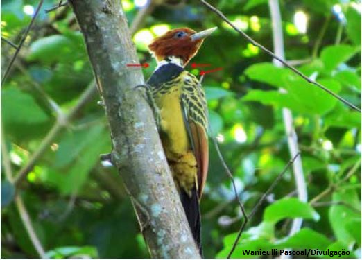 Pesquisadores registram no Tocantins pica-pau-do-parnaíba com penas ...