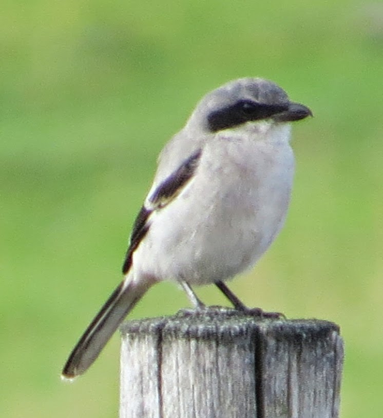 BC Rare Bird Alert: Late Report: Loggerhead Shrike in East Kootenays