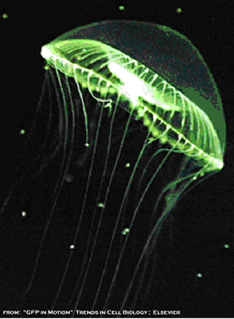 Méduses: GFP