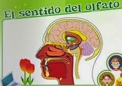 un tema de aprendizaje los sentidos 5: SENTIDO DEL OLFATO
