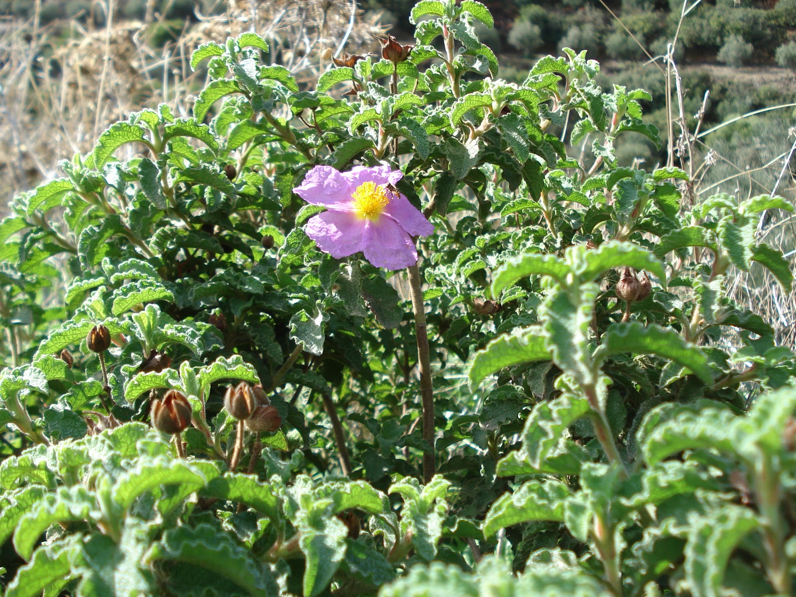Labdanum or ladanum of Cistus Incanus Creticu / Cistus Incanus Tea from ...