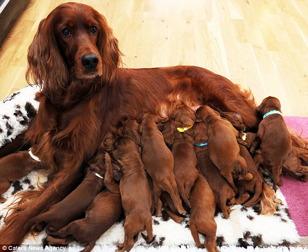 Flash News: Red Setter has 15 puppies - Almost double the average!