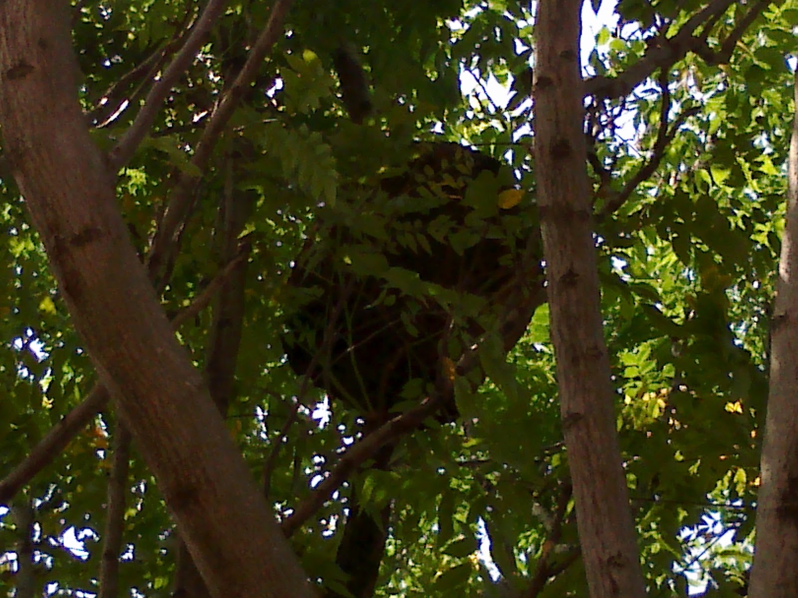 Meliponario Pivoto: Irapuã (Trigona spinipes)