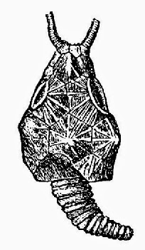 History of the Earth: March 6. Cystoids