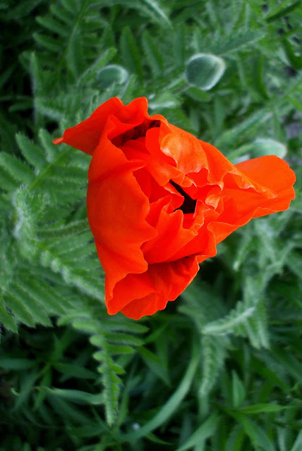 A Rose in the Garden: Photo of the Day - Half-Open Poppy