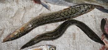 Pemburu Ikan: Komplot di Hari Raya