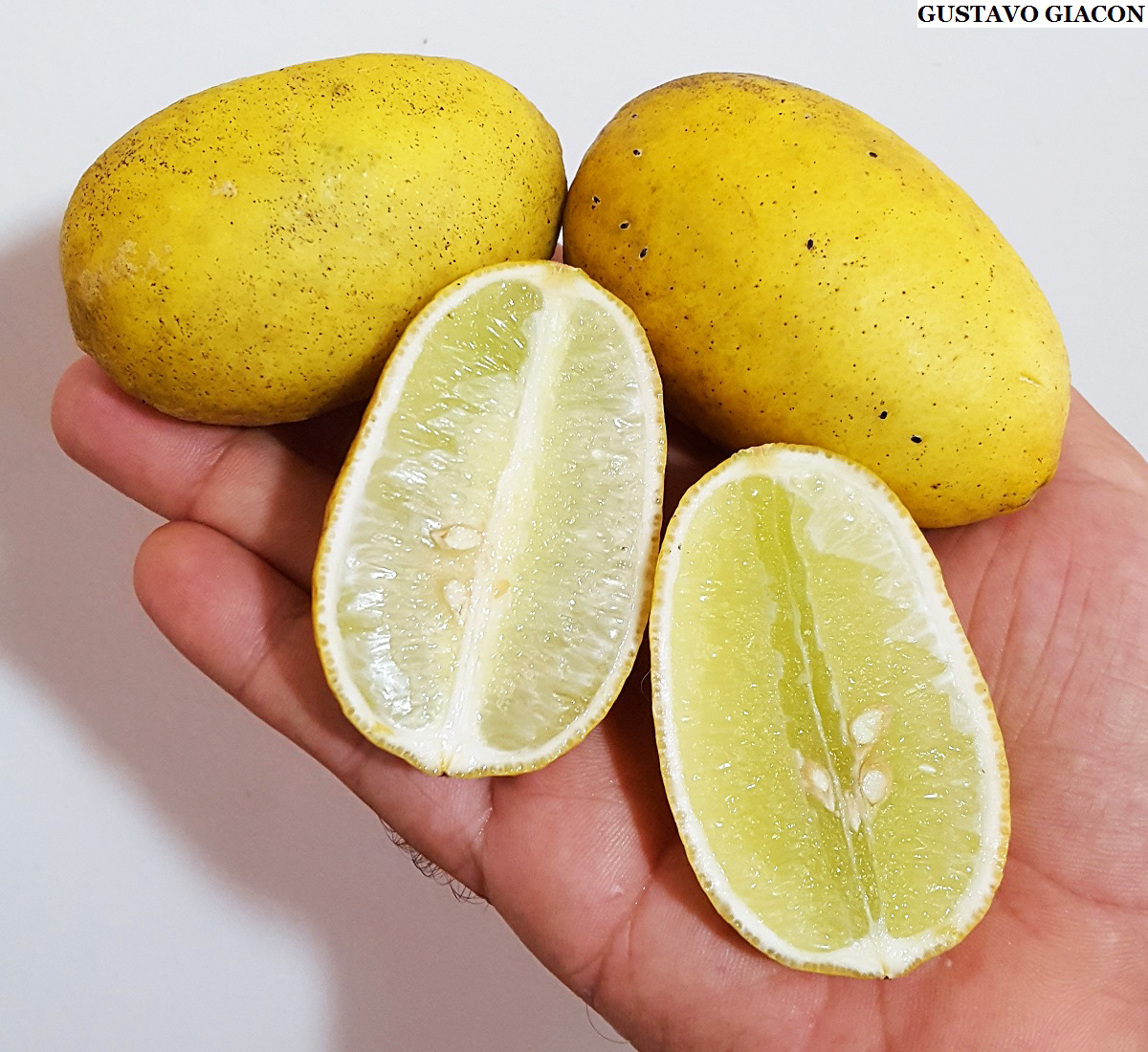 Viveiro Ciprest - Plantas Nativas e Exóticas: Limão Galego Comprido ...