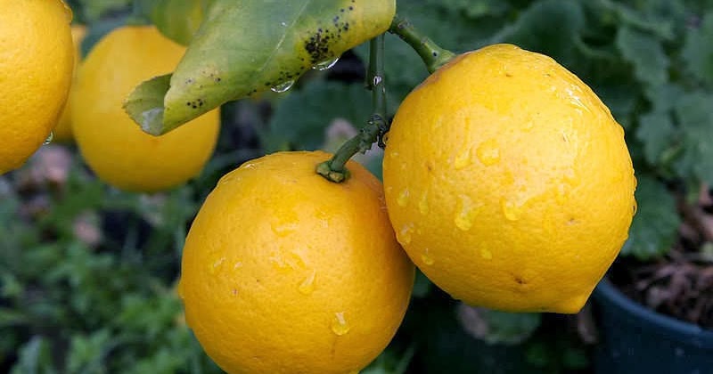 Manfaat Buah Lemon Bagi Kesehatan