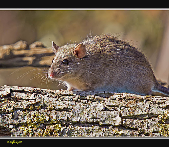 Miguel fotografia: RATA CAMPESTRE O NEGRA (Rattus rattus)